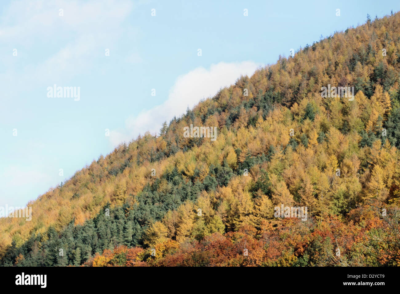 Autumn foilage on trees on Eglwyseg mountain Llangollen Stock Photo - Alamy