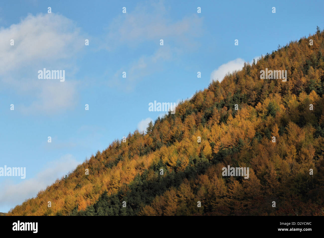 Autumn foilage on trees on Eglwyseg mountain Llangollen Stock Photo - Alamy