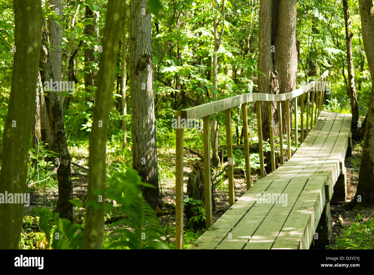 Wooden bridge on a hiking trail in the forest Stock Photo - Alamy