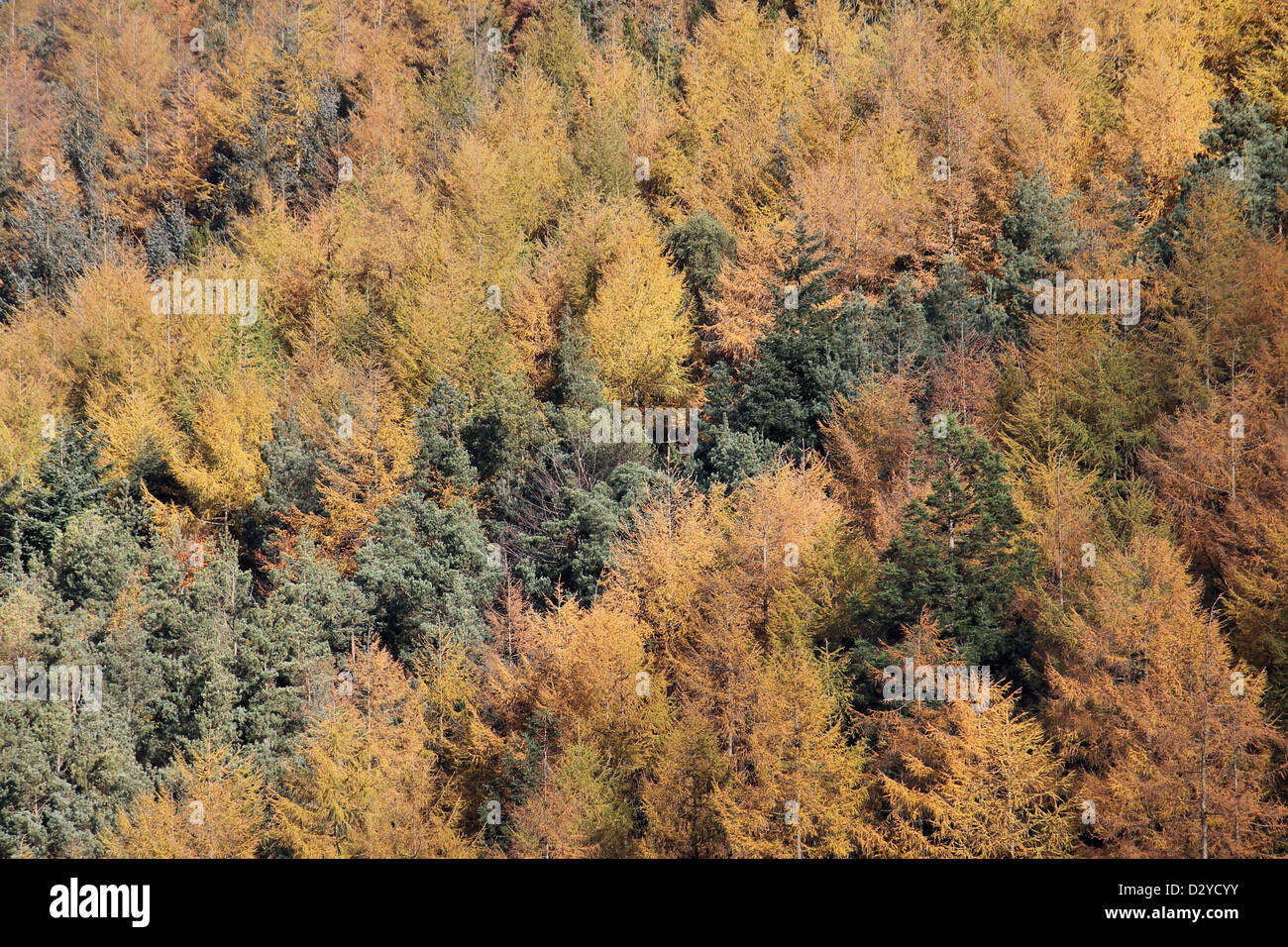 Autumn foilage on trees on Eglwyseg mountain Llangollen Stock Photo - Alamy