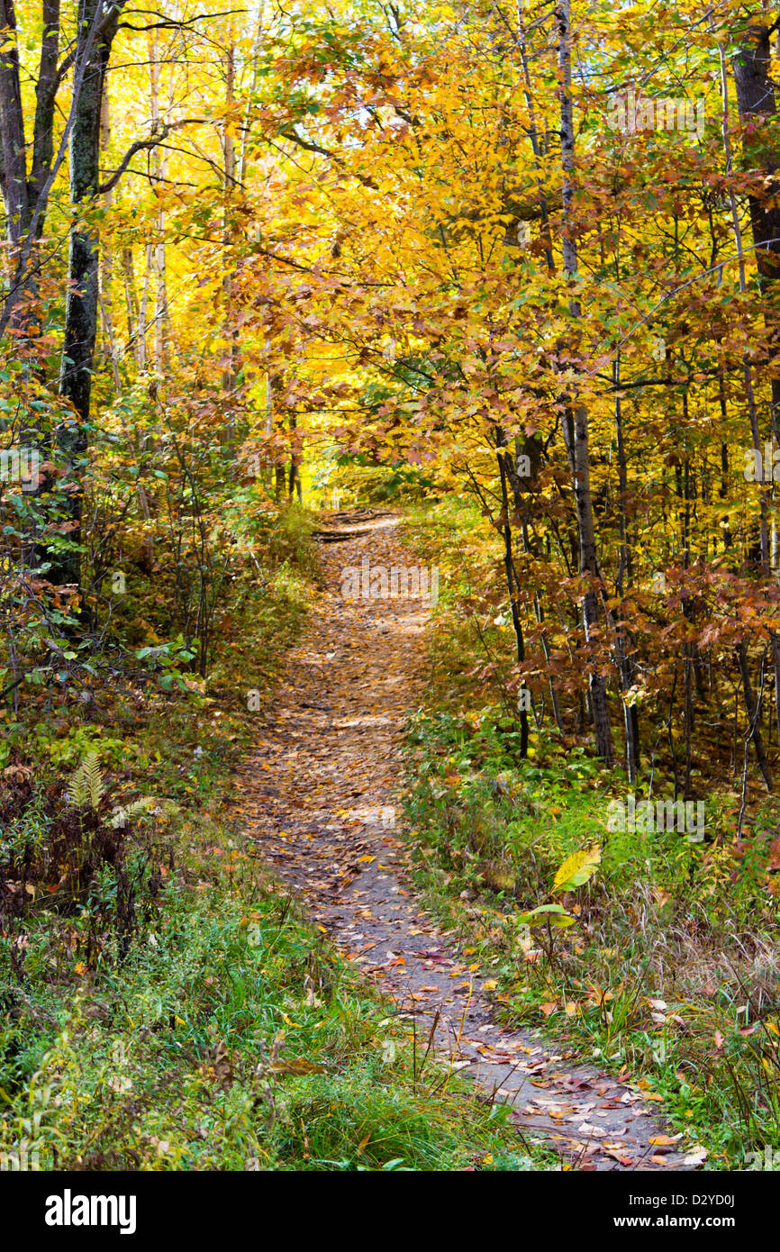 Trail in the forest Stock Photo - Alamy
