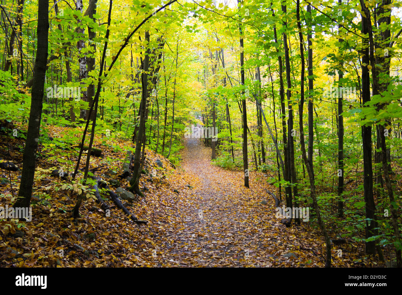 Trail in the forest Stock Photo - Alamy