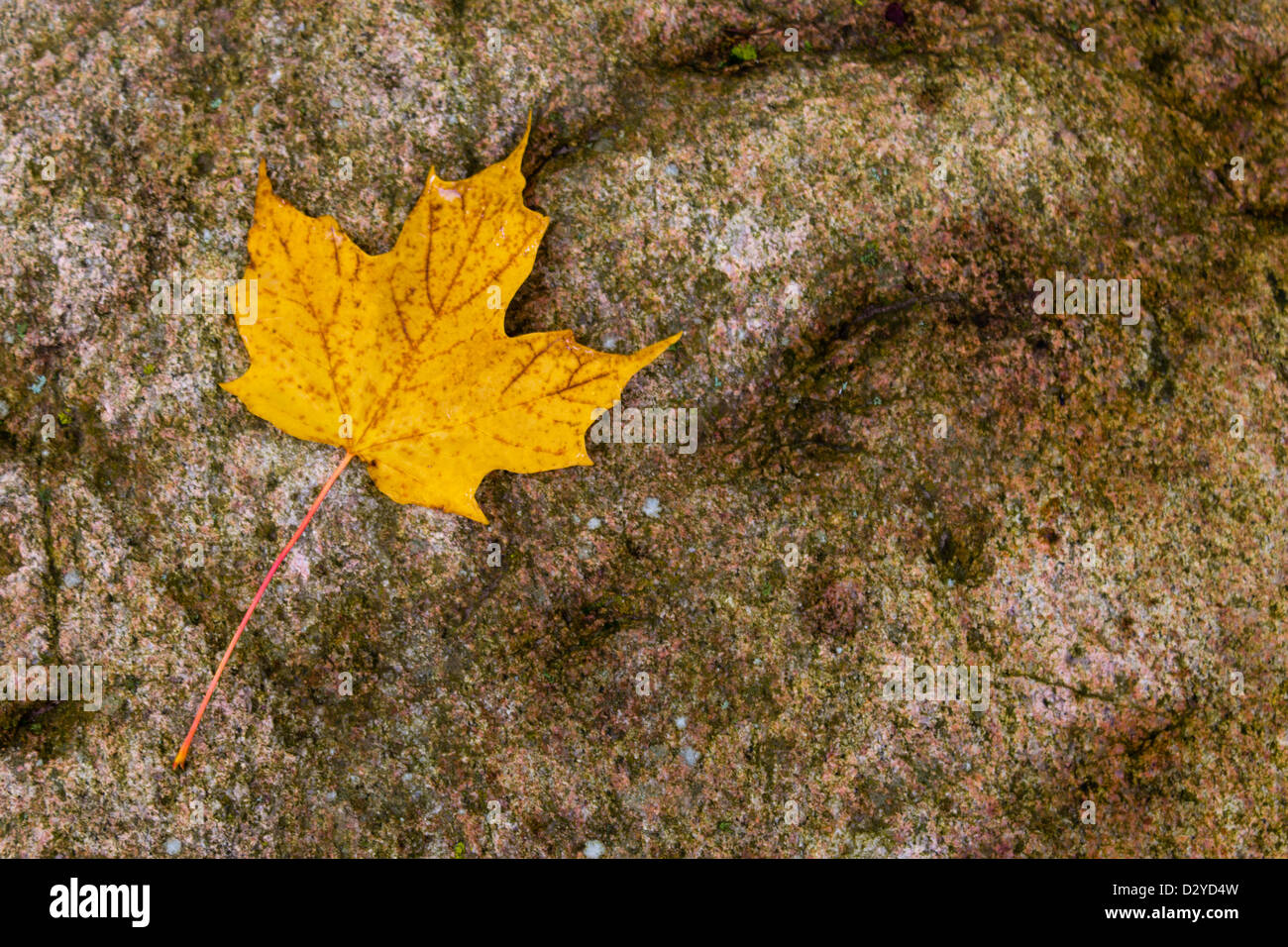 Yellow maple leaf on a rock - background Stock Photo - Alamy