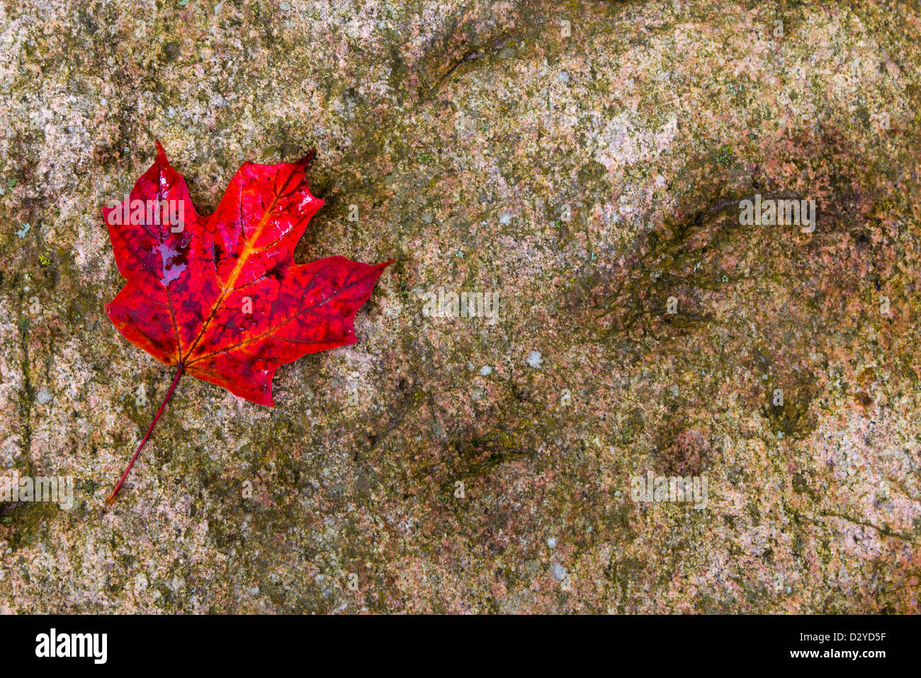 Red maple leaf on a rock - background Stock Photo - Alamy