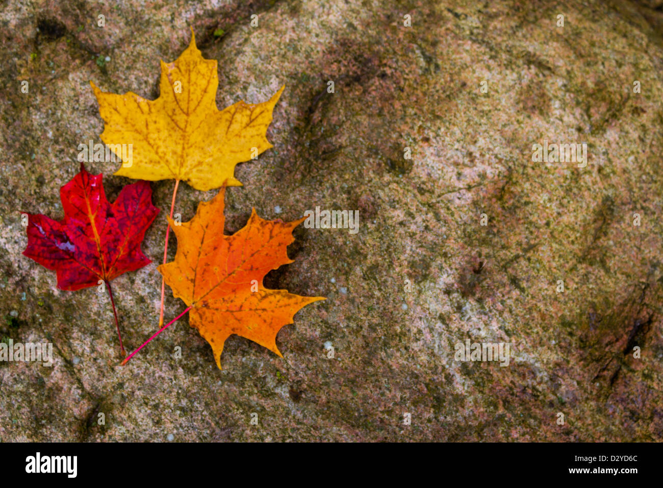 Maple leafs on a rock - background Stock Photo - Alamy