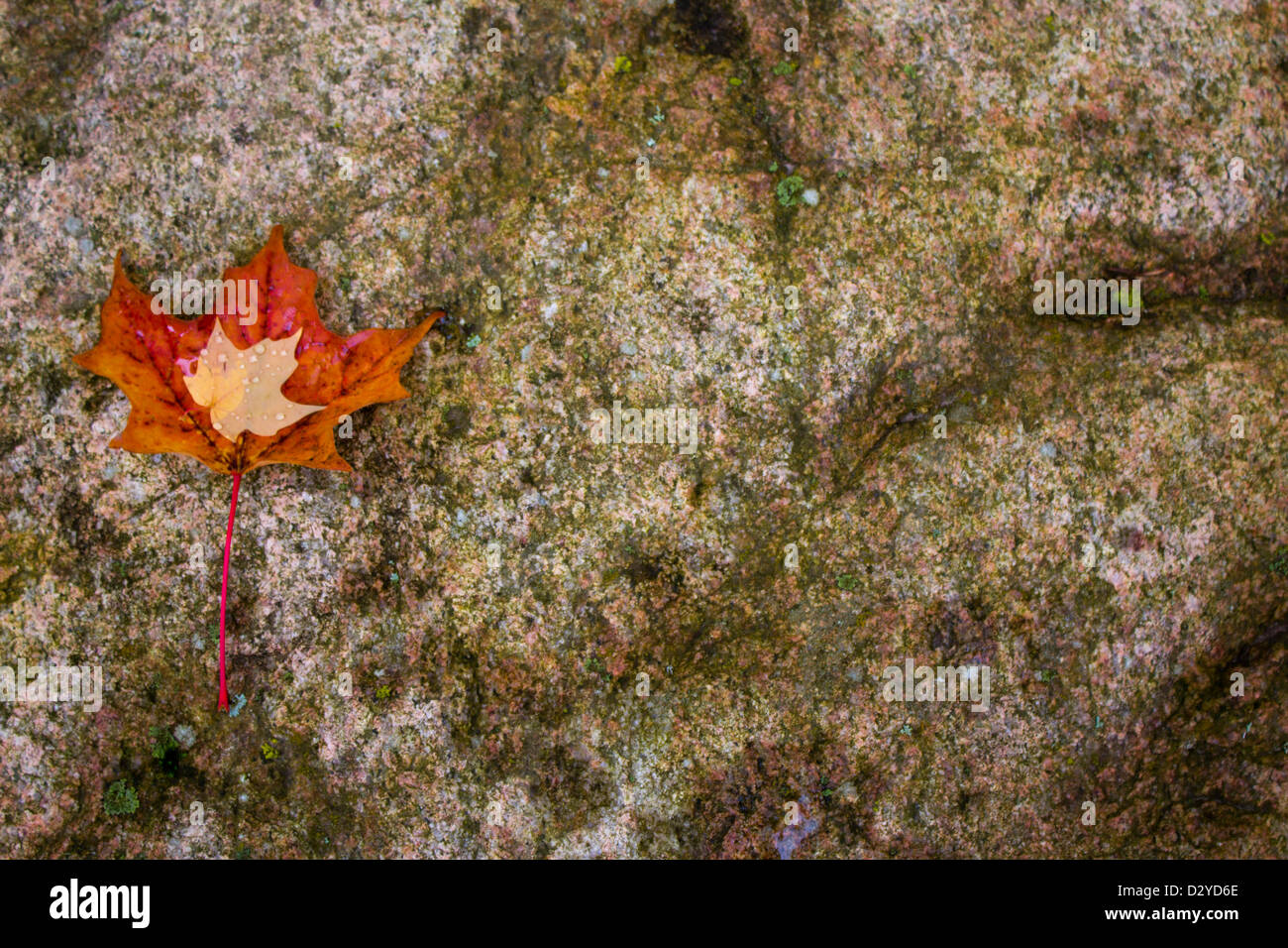 Maple leafs on a rock - background Stock Photo - Alamy