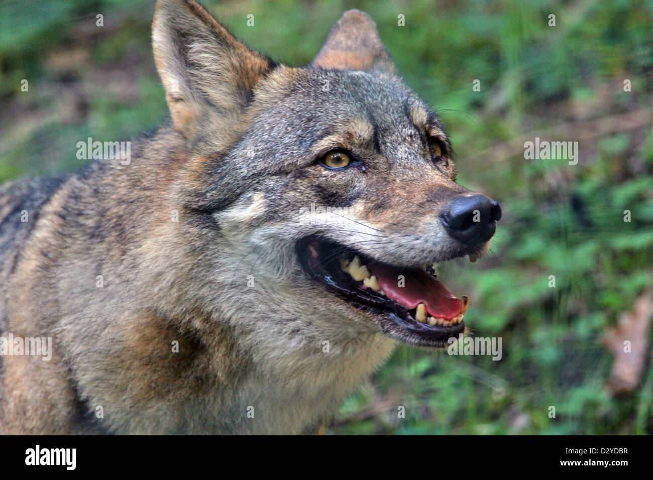 Canid Species High Resolution Stock Photography and Images - Alamy