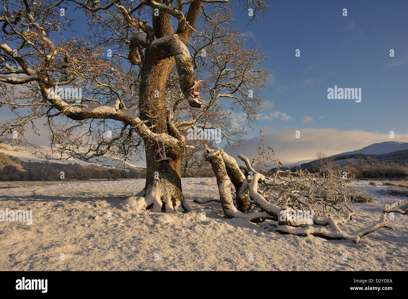 Injured tree hi-res stock photography and images - Alamy