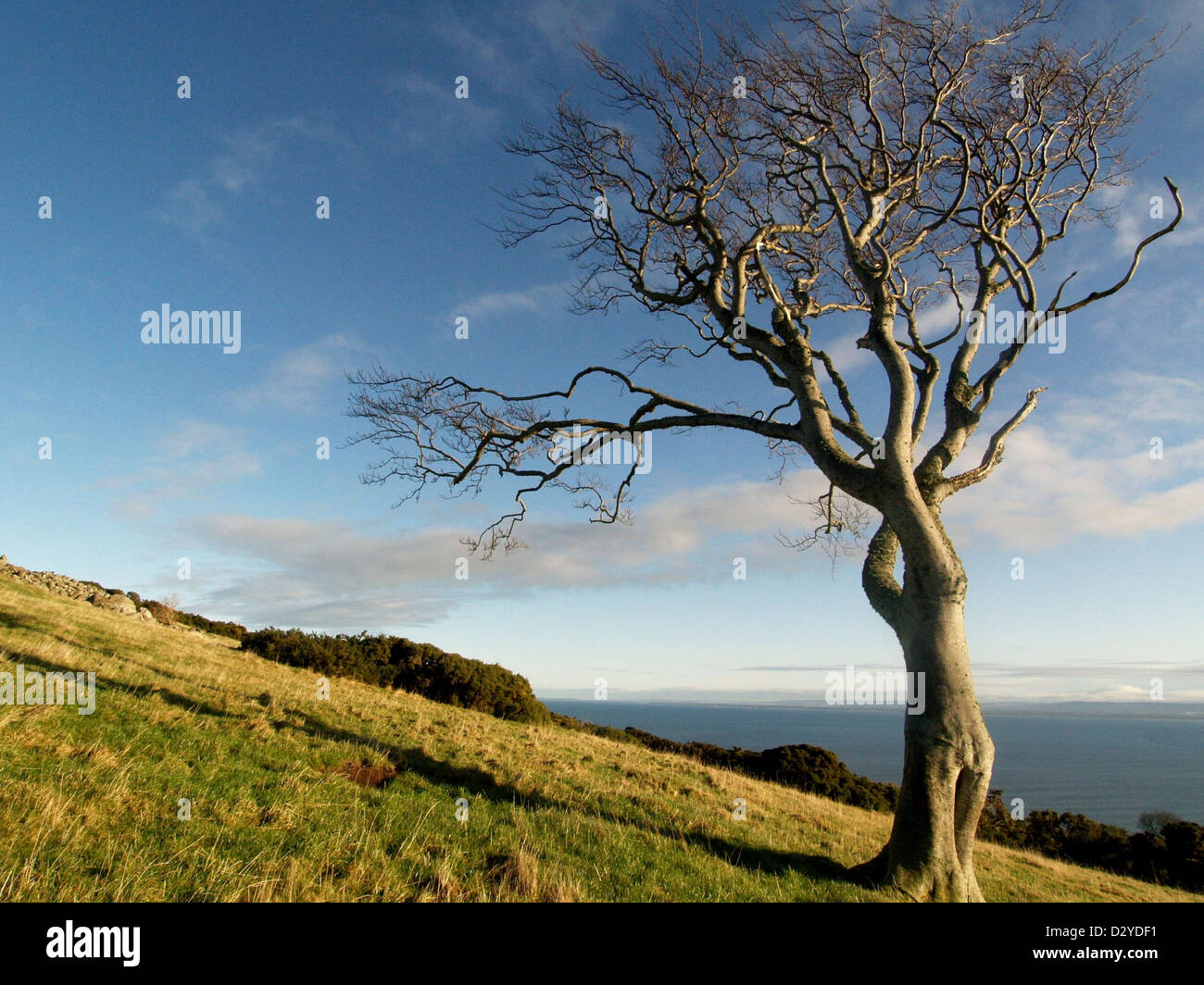 Larch tree scotland people hi-res stock photography and images - Alamy