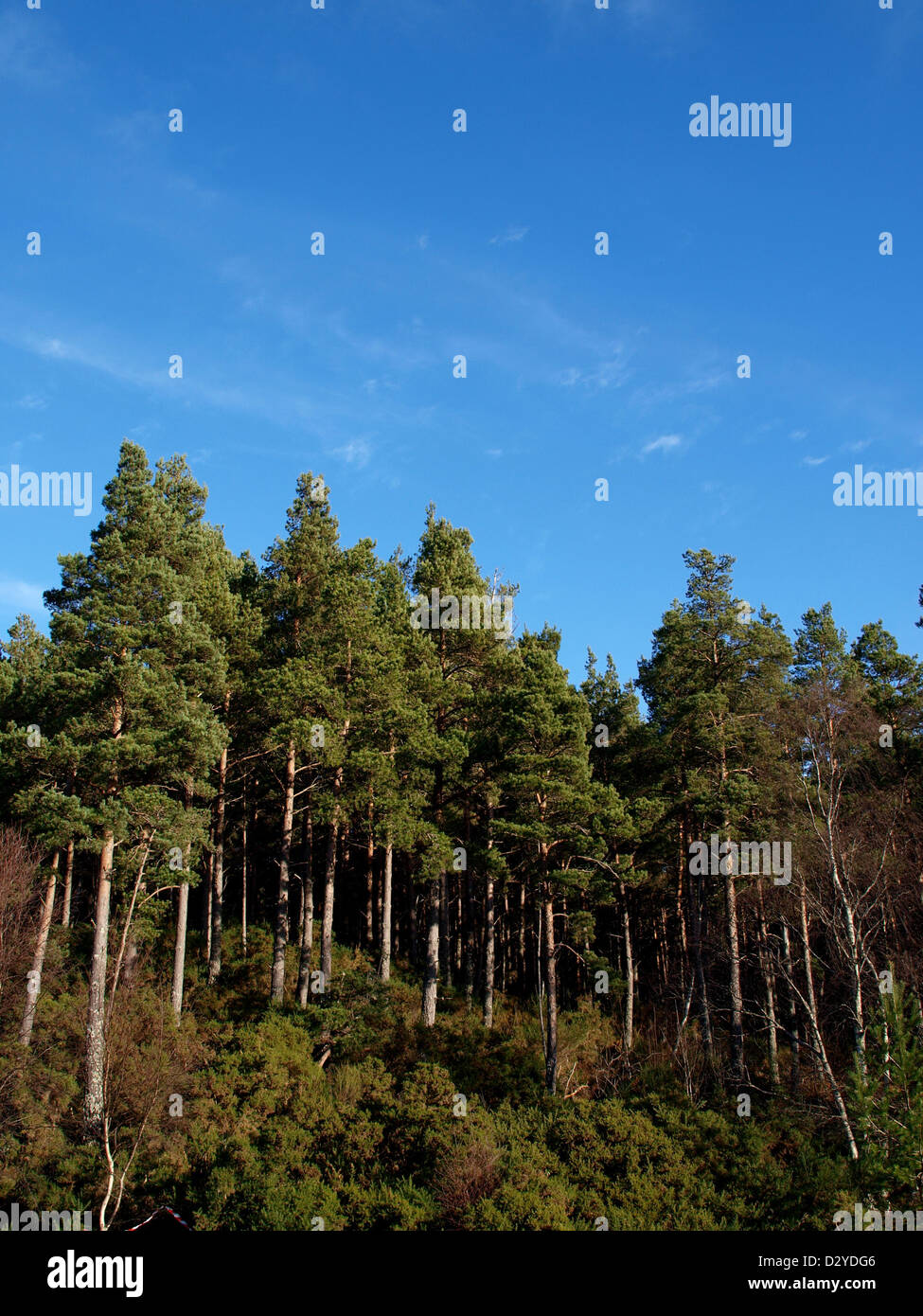 A typical Scottish Forest scene, with Fir trees under a blue sky Stock ...