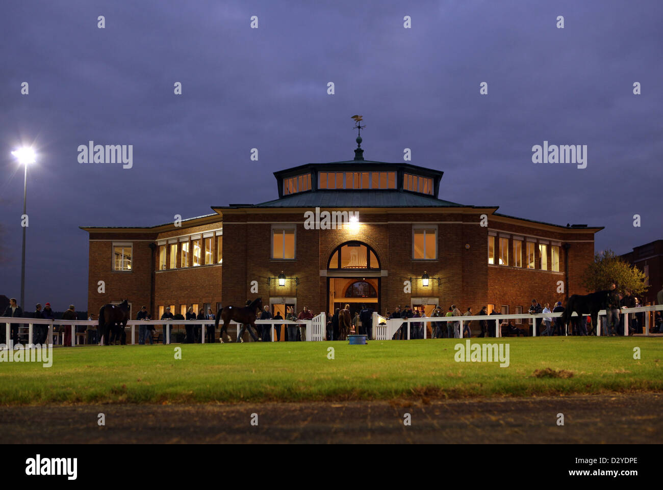 English thoroughbred bid hi-res stock photography and images - Alamy