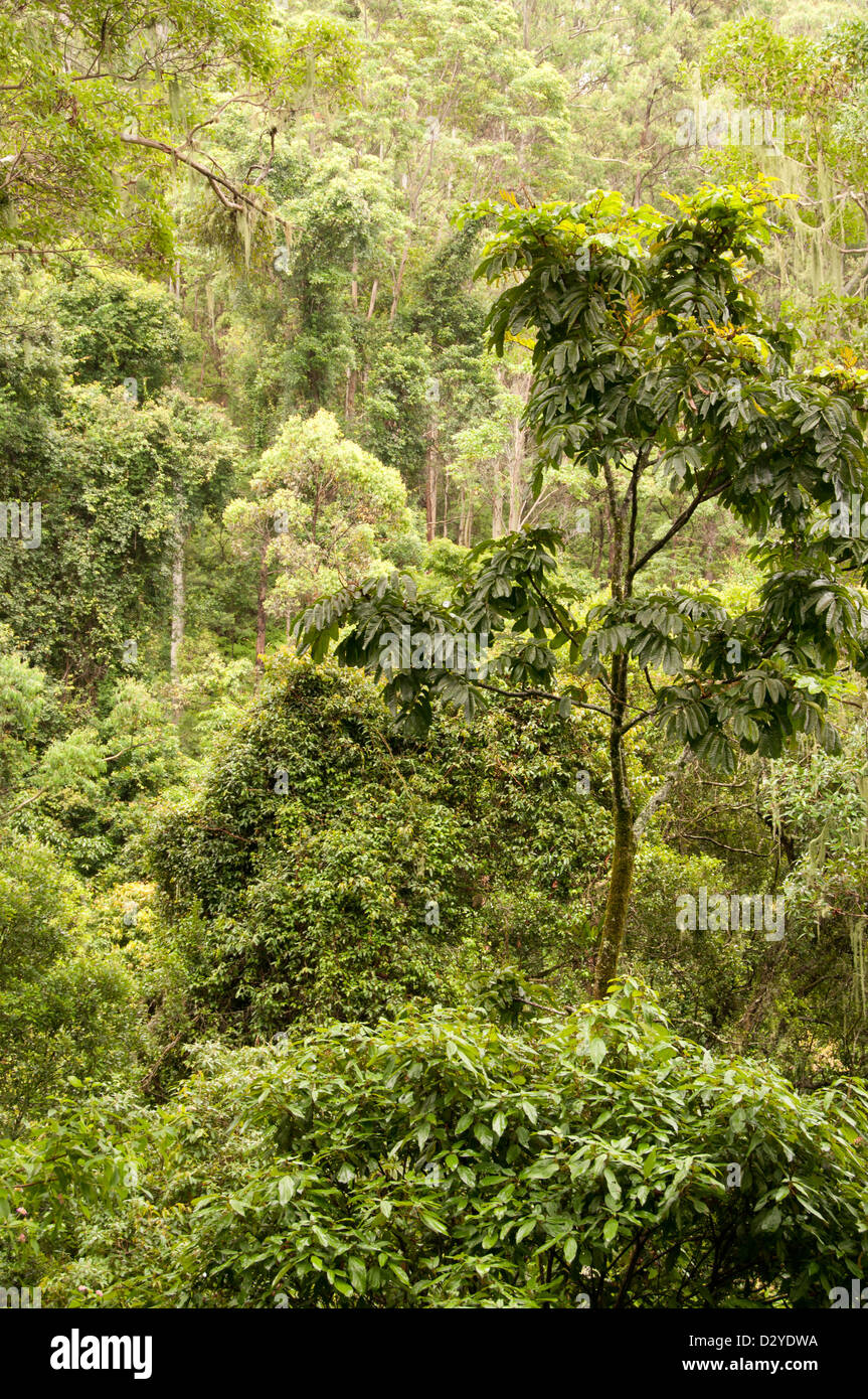 Border Ranges National Park Stock Photo - Alamy