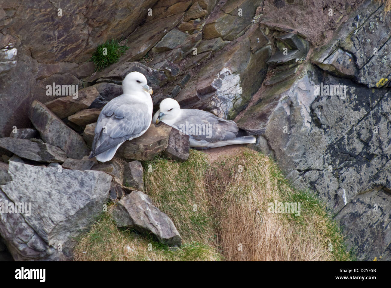 Common gulls, more commonly called seagulls nesting on cliffs at ...