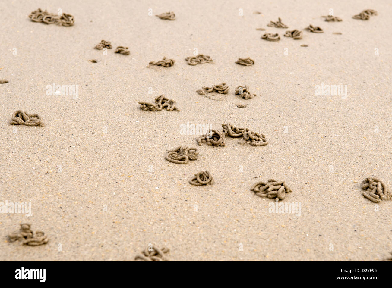 Worm castings hi-res stock photography and images - Alamy