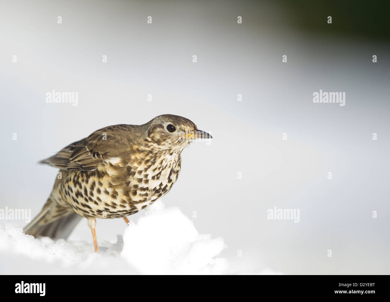 Mistle thrush hi-res stock photography and images - Alamy