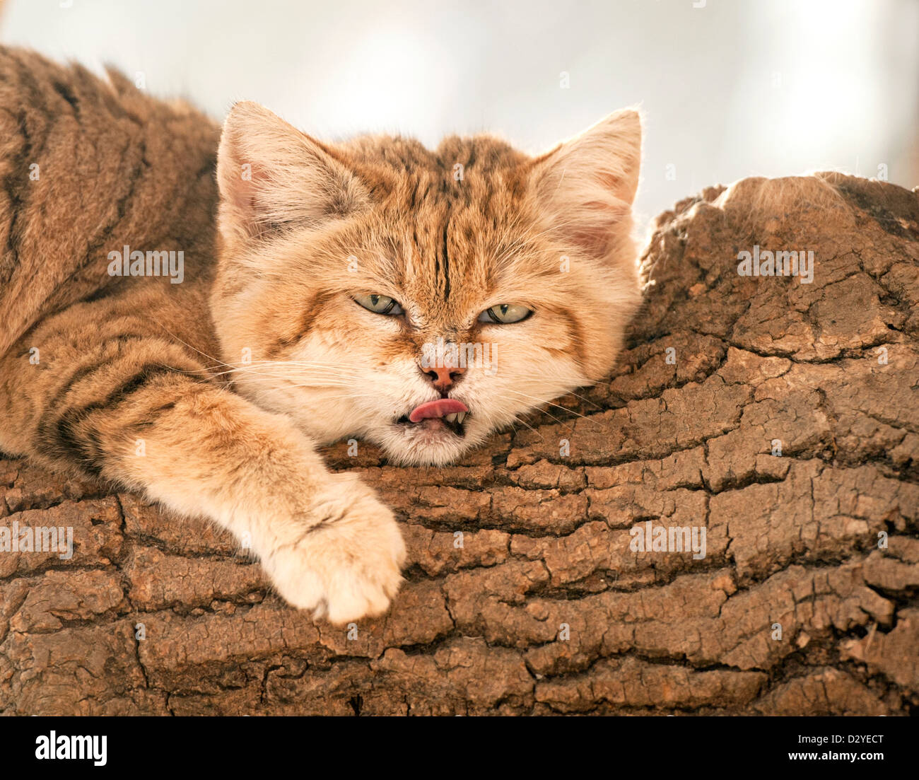 Branch male cat hi-res stock photography and images - Alamy
