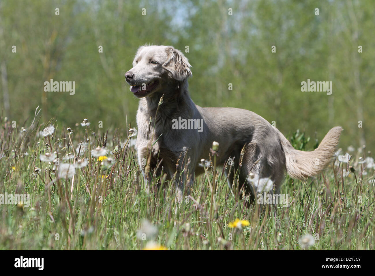 dog Weimaraner longhair / adult standing in a meadow Stock Photo - Alamy
