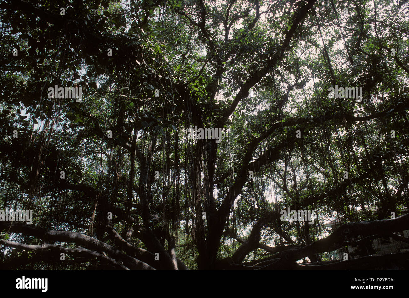Banyan tree maui lahaina hi-res stock photography and images - Alamy