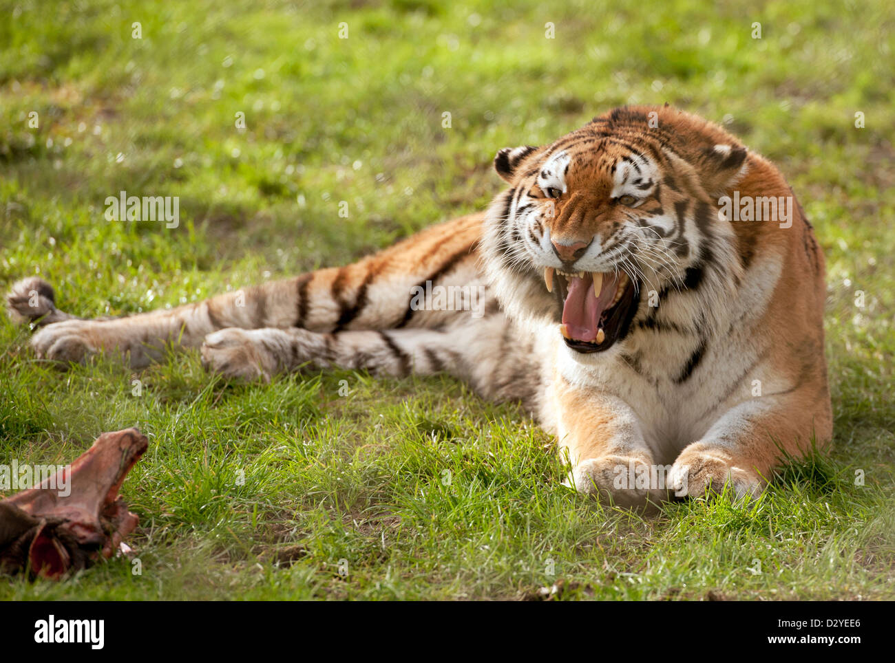 Siberian tiger growling hi-res stock photography and images - Alamy