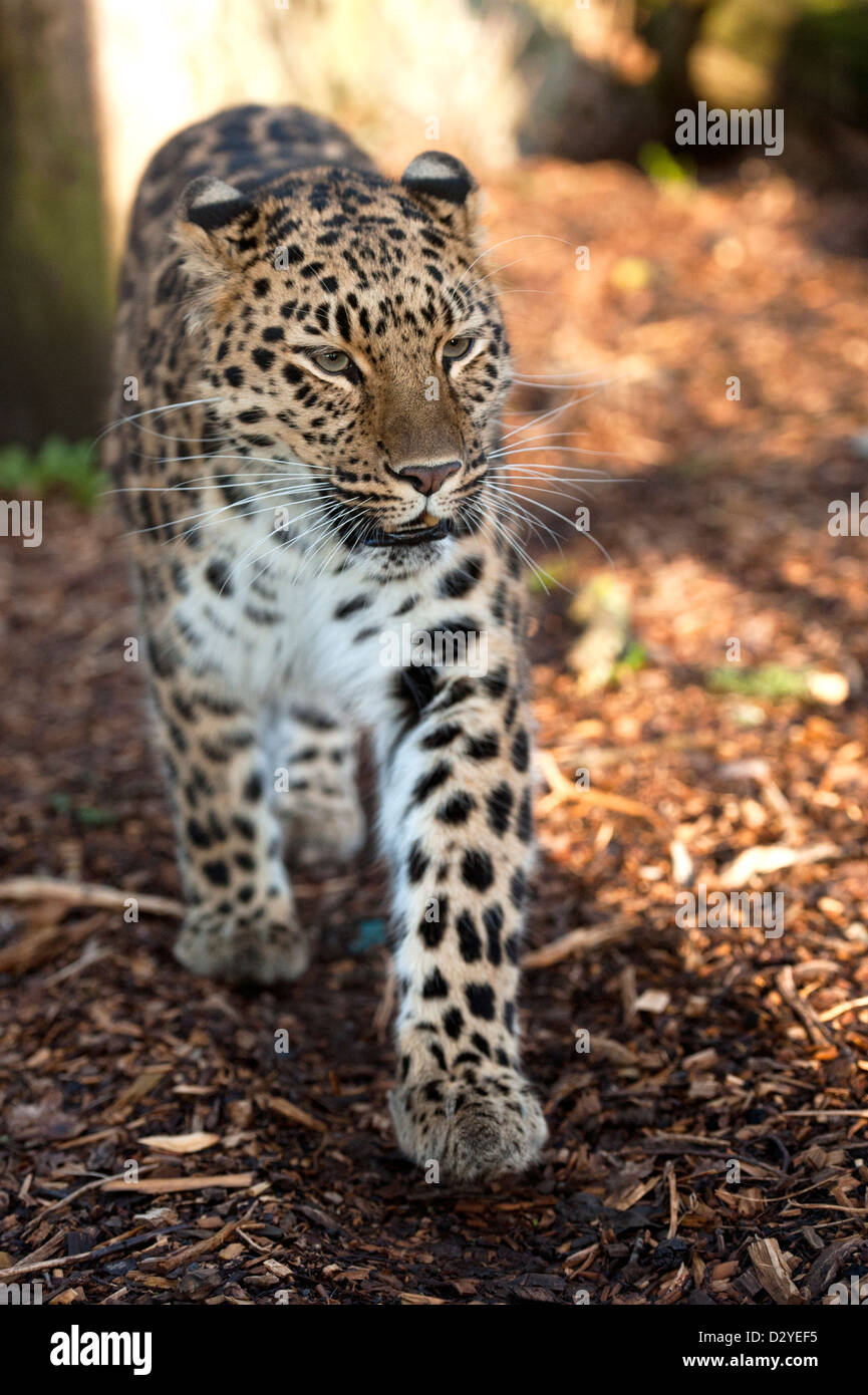 Female Amur leopard walking among trees Stock Photo - Alamy
