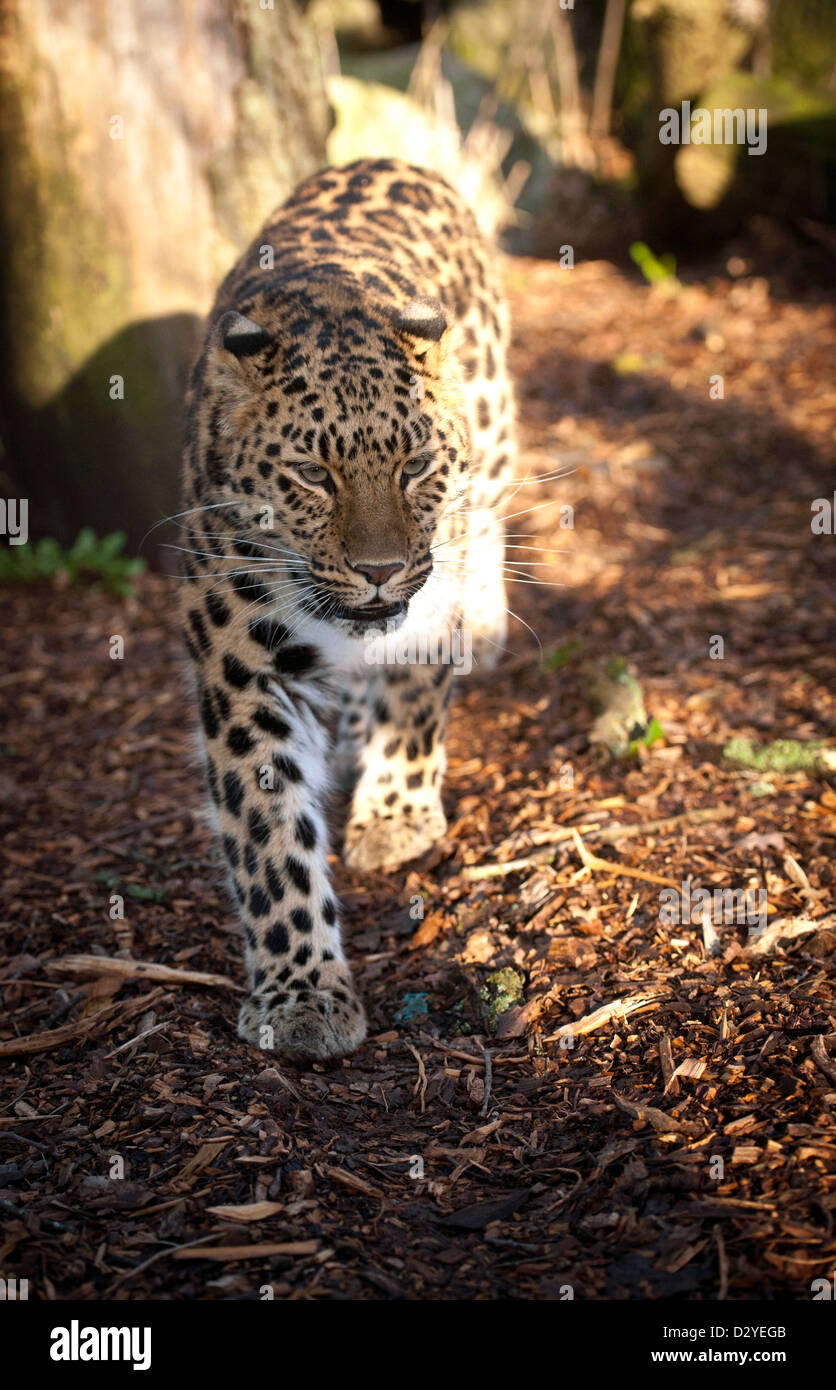 Female Amur leopard walking among trees Stock Photo - Alamy