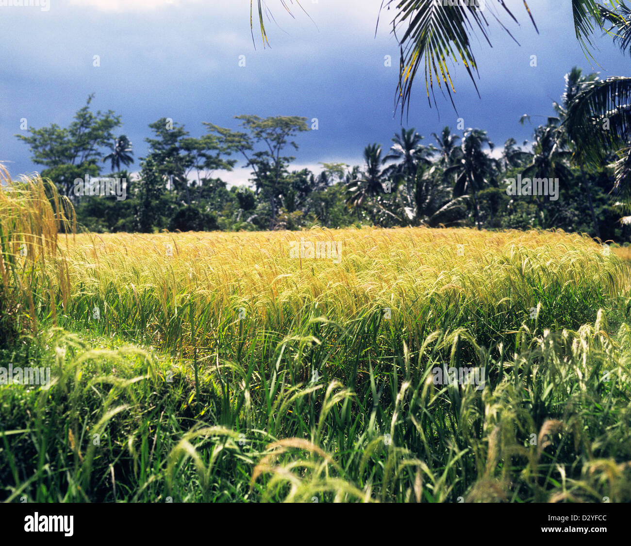 Indonesia, Bali, rice fields near Ubud Stock Photo - Alamy