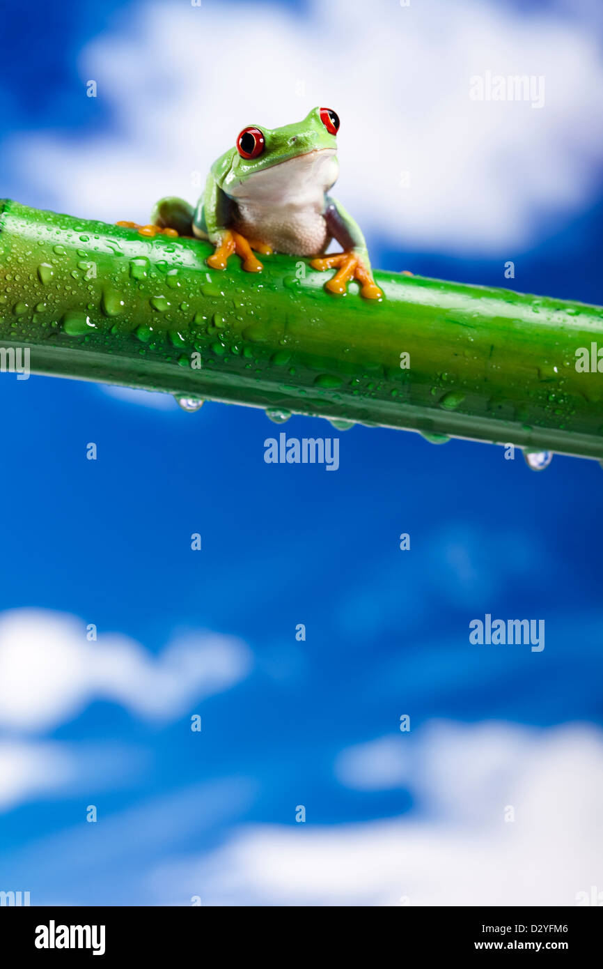 Frog - small animal red eyed Stock Photo - Alamy