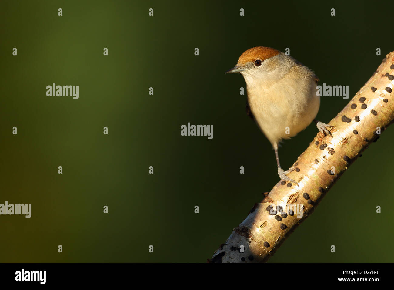 Female blackcap hi-res stock photography and images - Alamy