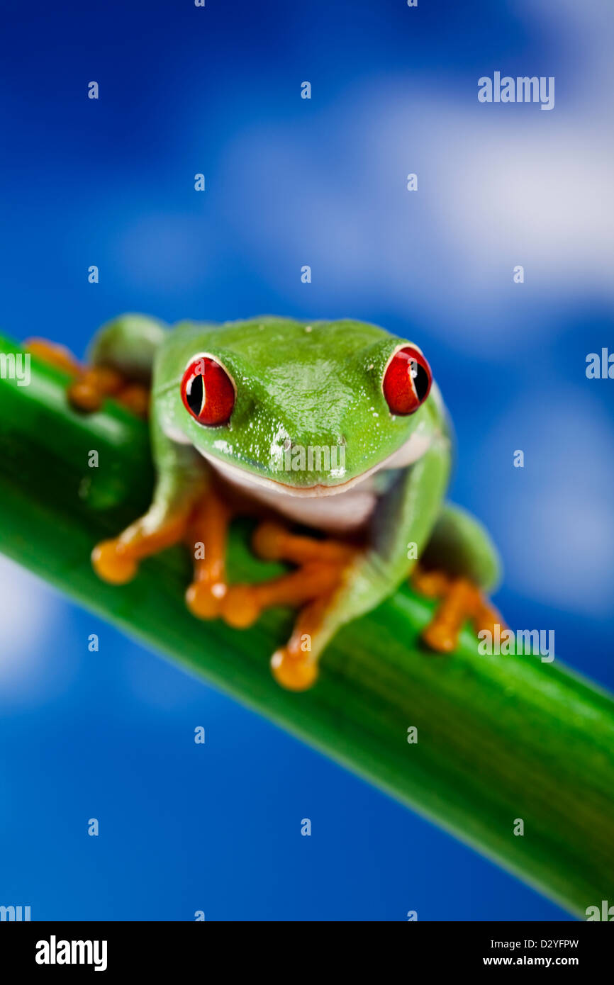 Frog - small animal red eyed Stock Photo - Alamy