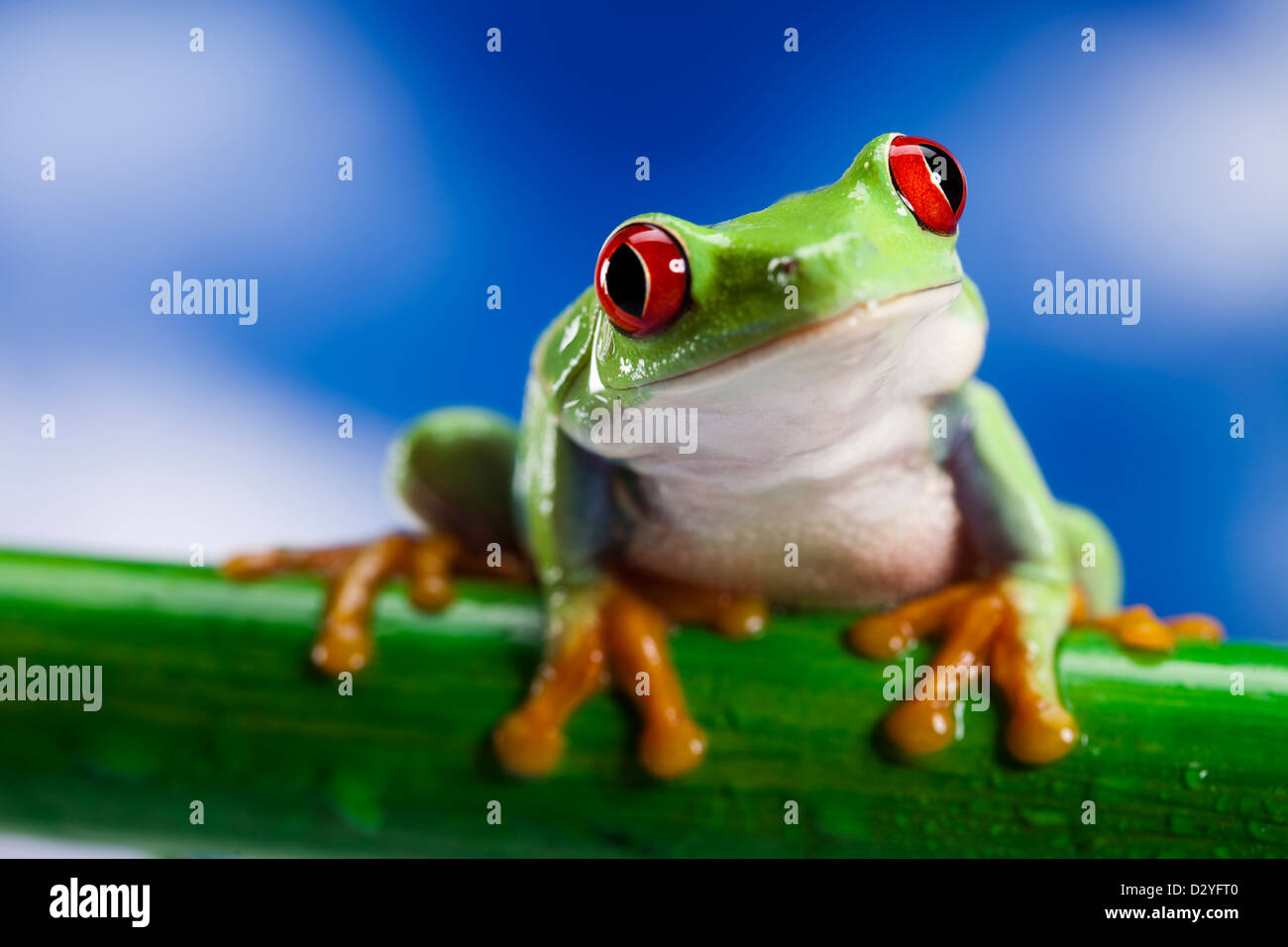 Frog - small animal red eyed Stock Photo - Alamy