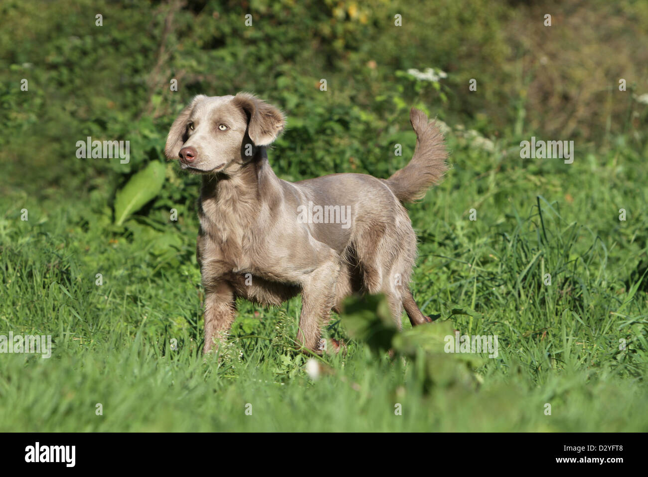 dog Weimaraner longhair / adult standing in a meadow Stock Photo - Alamy