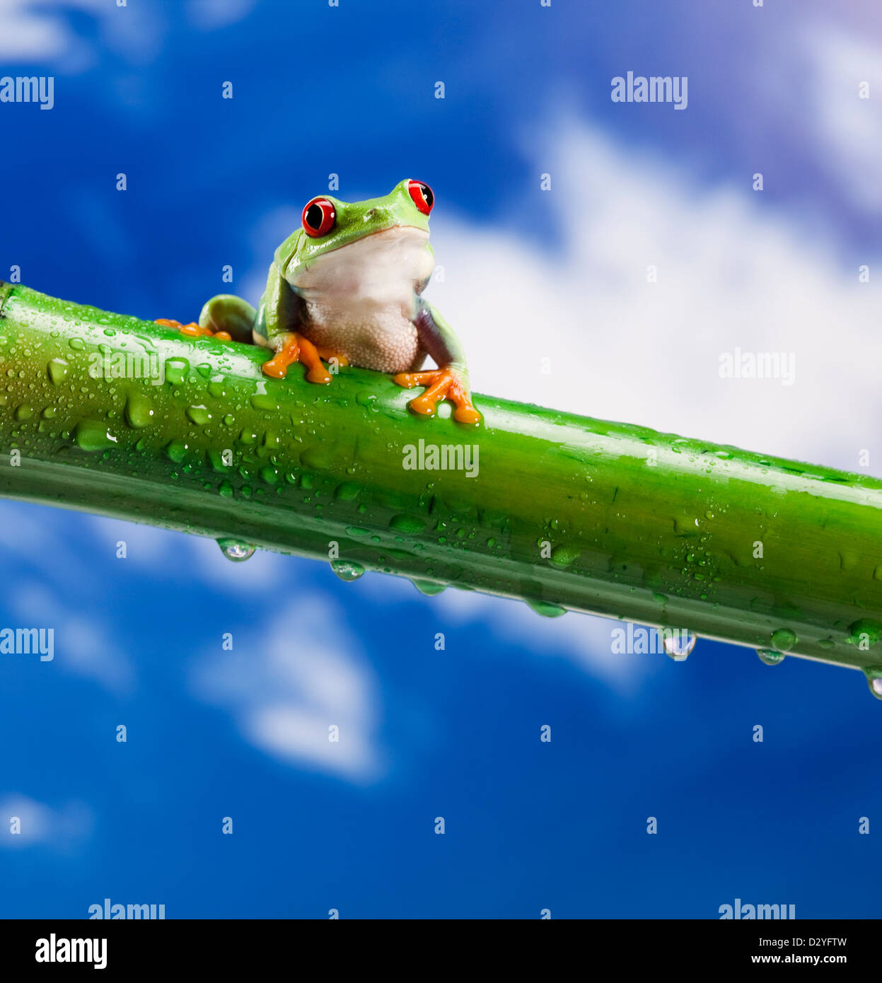 Frog - small animal red eyed Stock Photo - Alamy