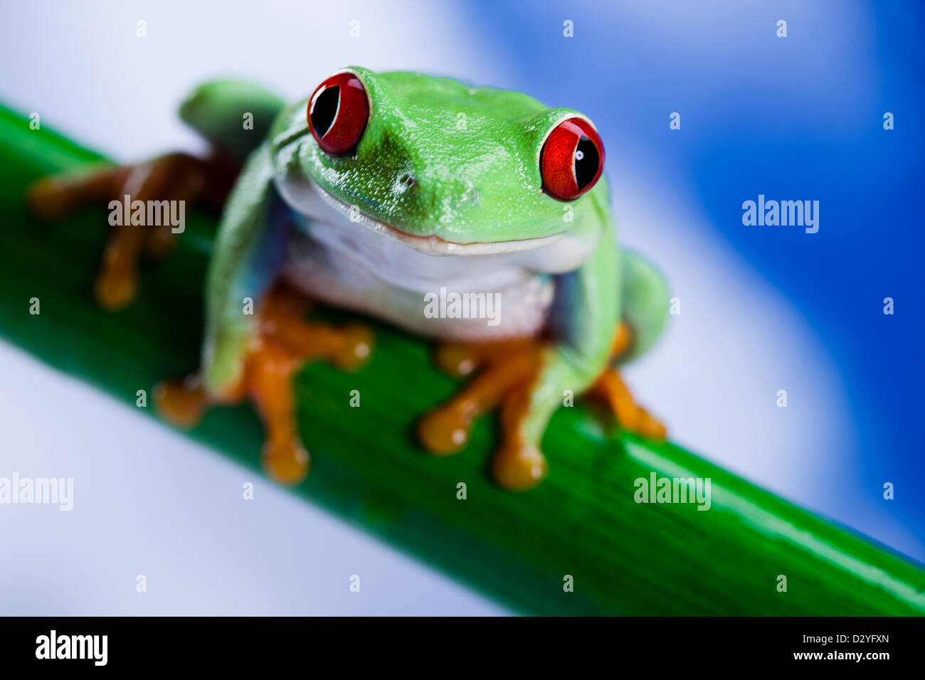 Red eyed frog Stock Photo - Alamy