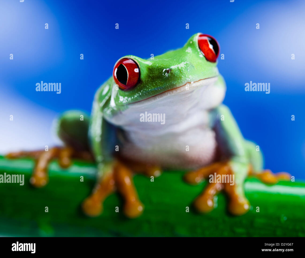 Green frog and blue sky Stock Photo - Alamy