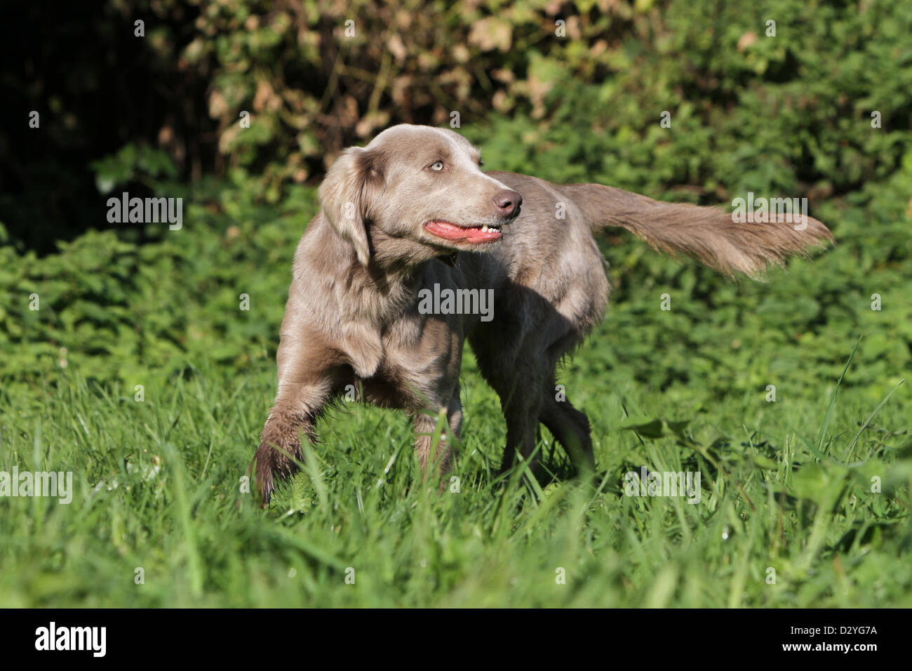 dog Weimaraner longhair / adult running in a meadow Stock Photo - Alamy