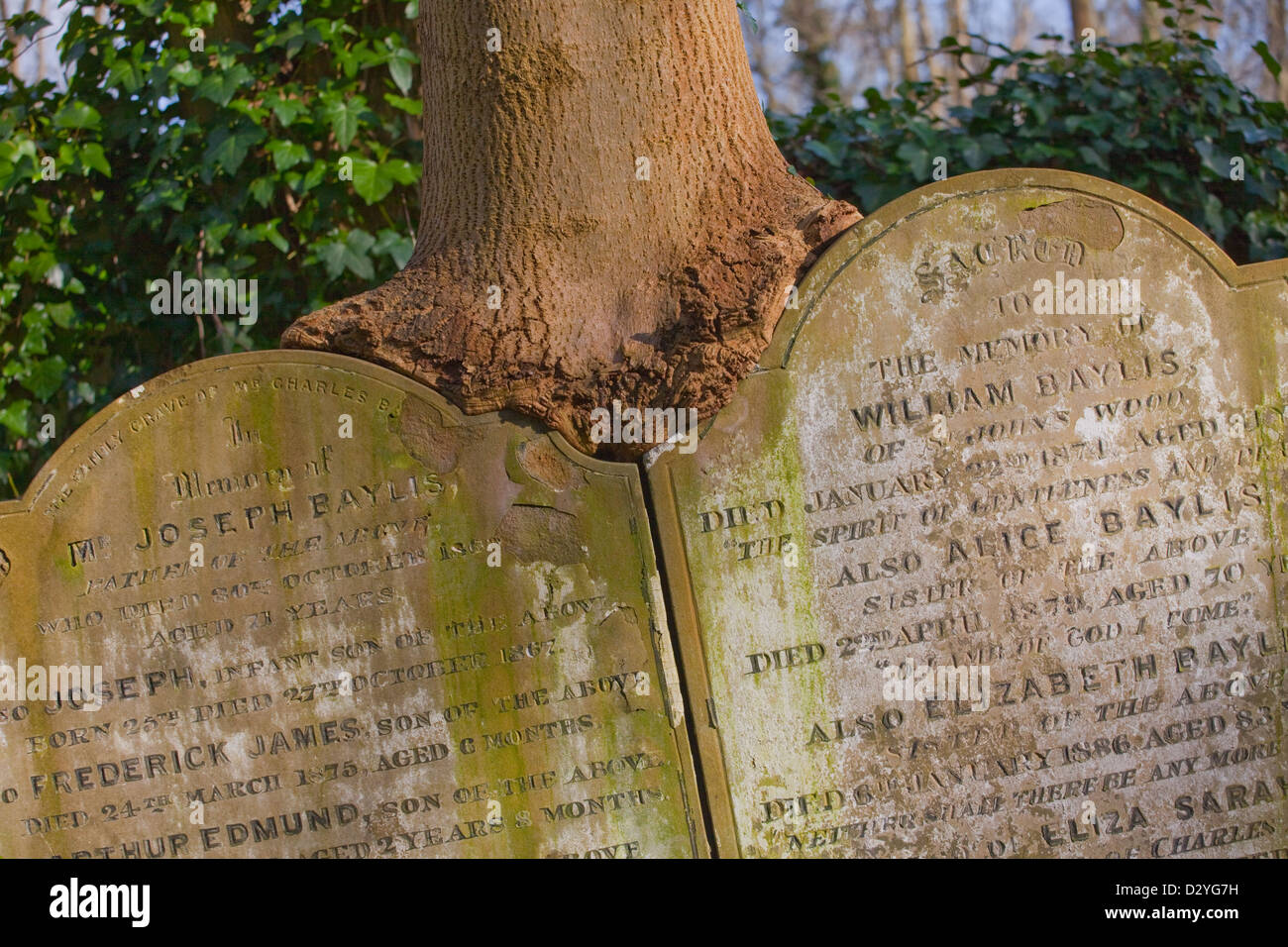 Tombs and graveyard, with tree trunk growing into the stones, Highgate ...