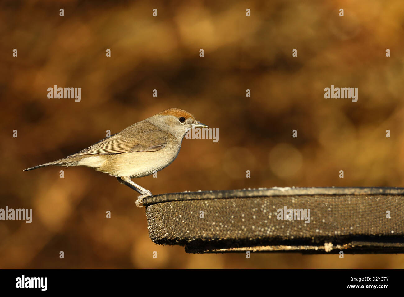 Female blackcap hi-res stock photography and images - Alamy