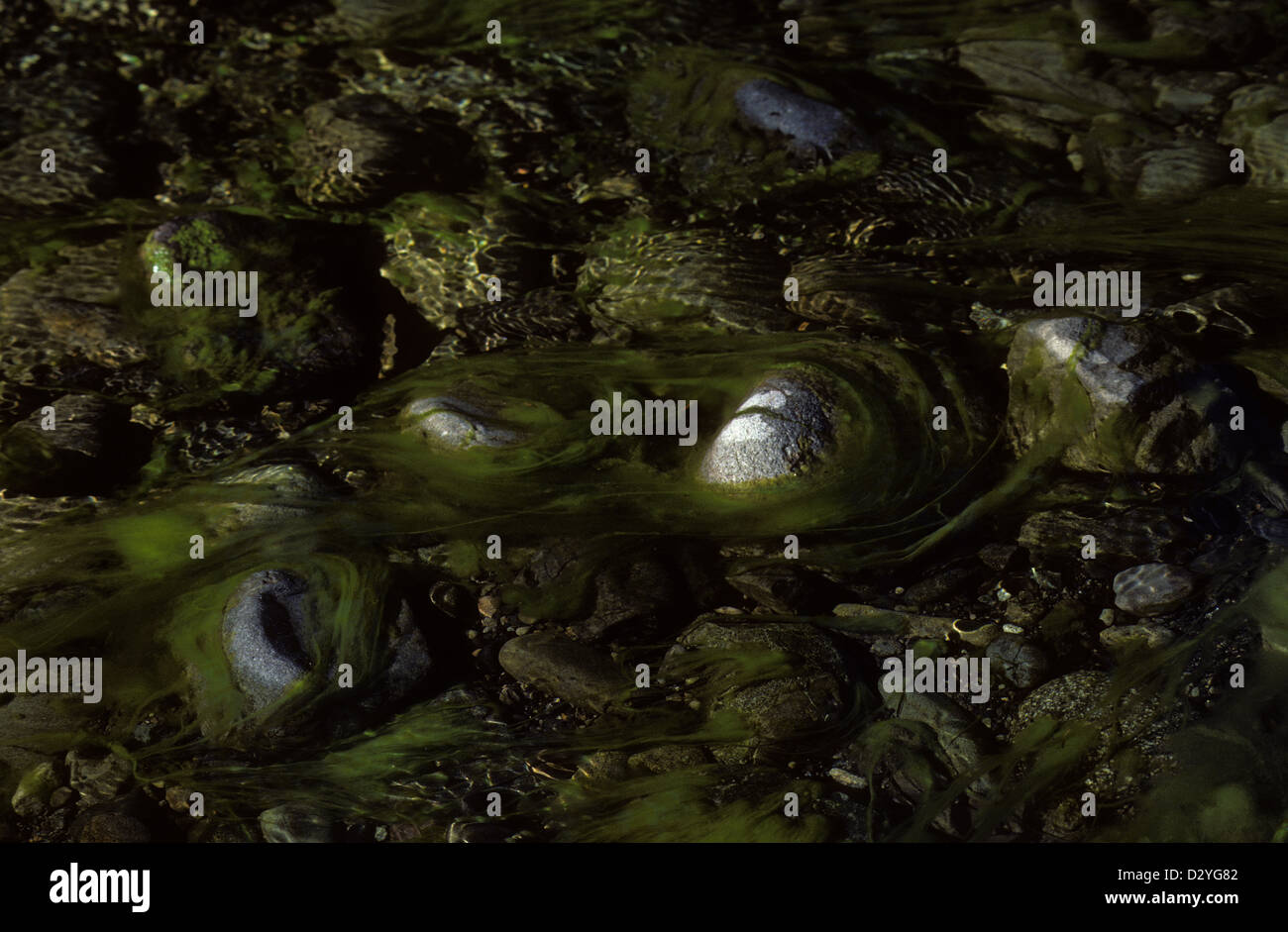 Algae and rocks in stream, Quebec, Canada Stock Photo - Alamy