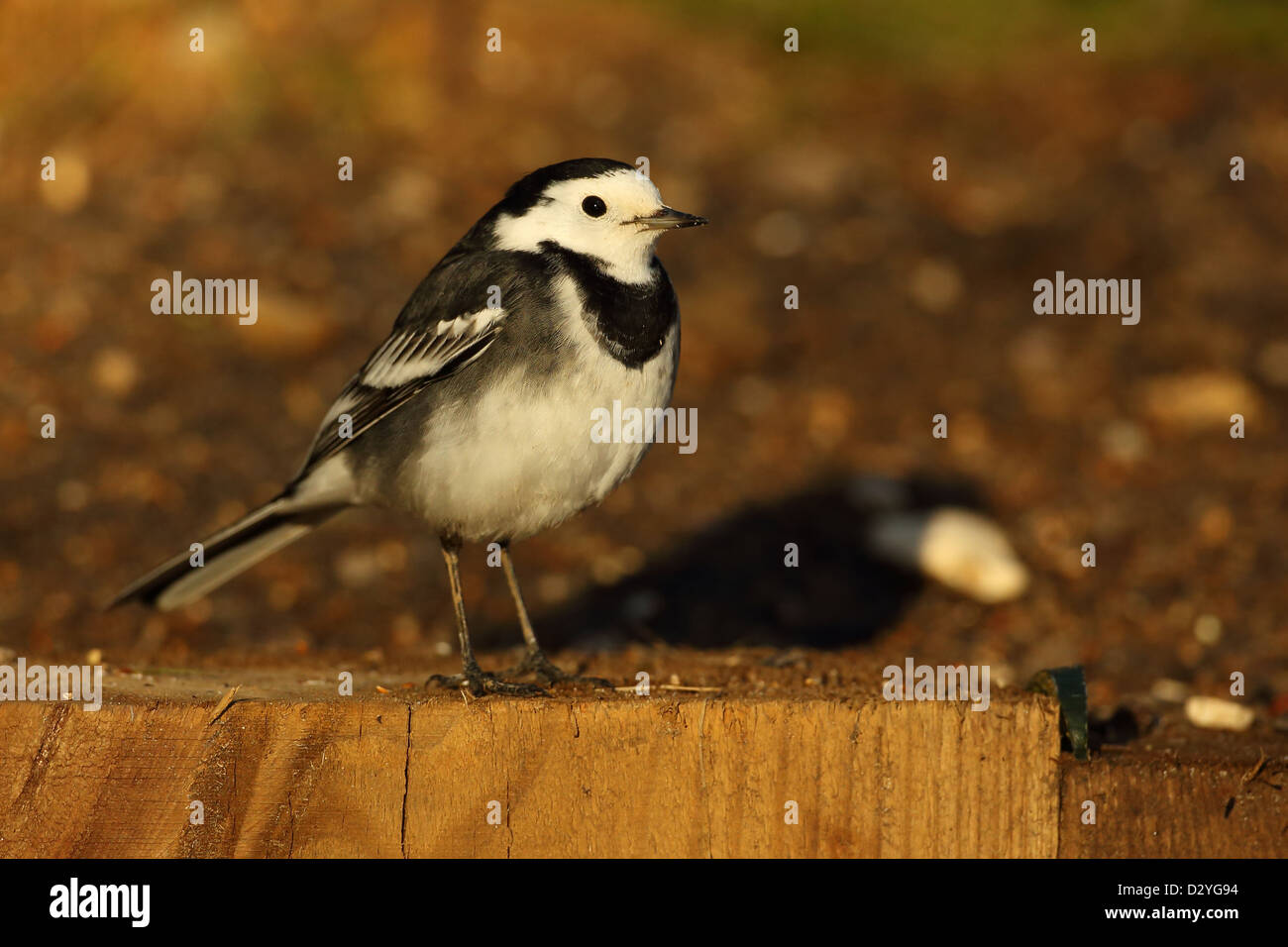 Garden and wagtail hi-res stock photography and images - Alamy