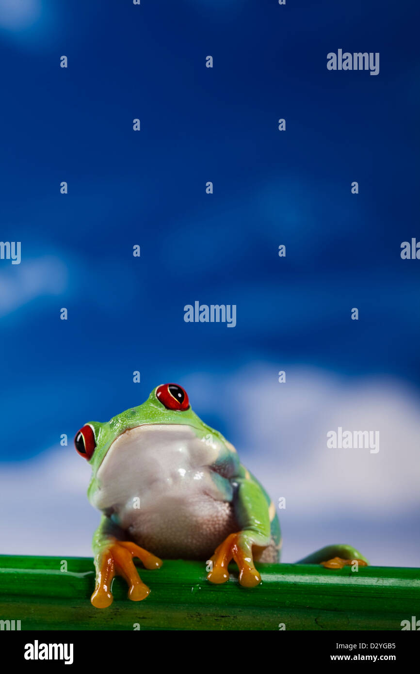 Green frog and blue sky Stock Photo - Alamy