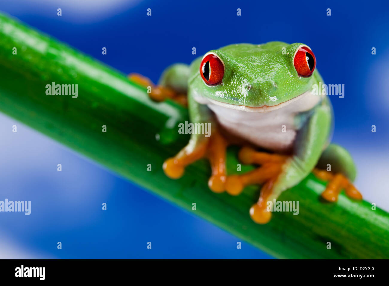 Green frog and blue sky Stock Photo - Alamy
