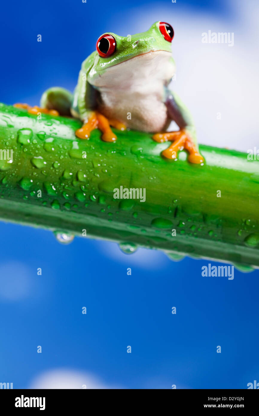 Frog and blue sky Stock Photo - Alamy