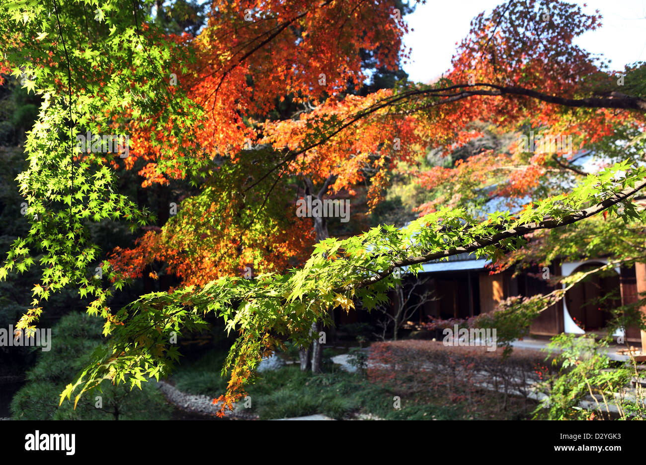 Kamakura, Japan, maple compartments on Meigetsu-in Temple Stock Photo ...