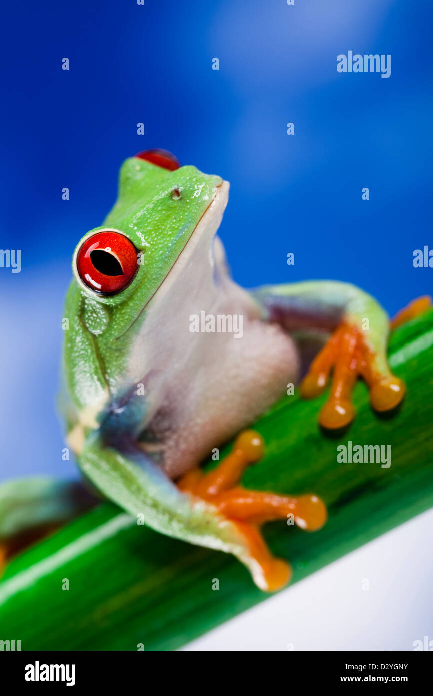 Frog and blue sky Stock Photo - Alamy