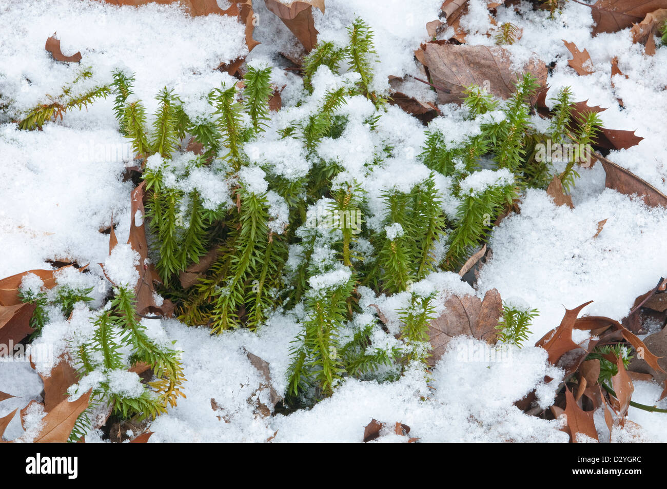 Life Cycle Of Mosses High Resolution Stock Photography and Images - Alamy