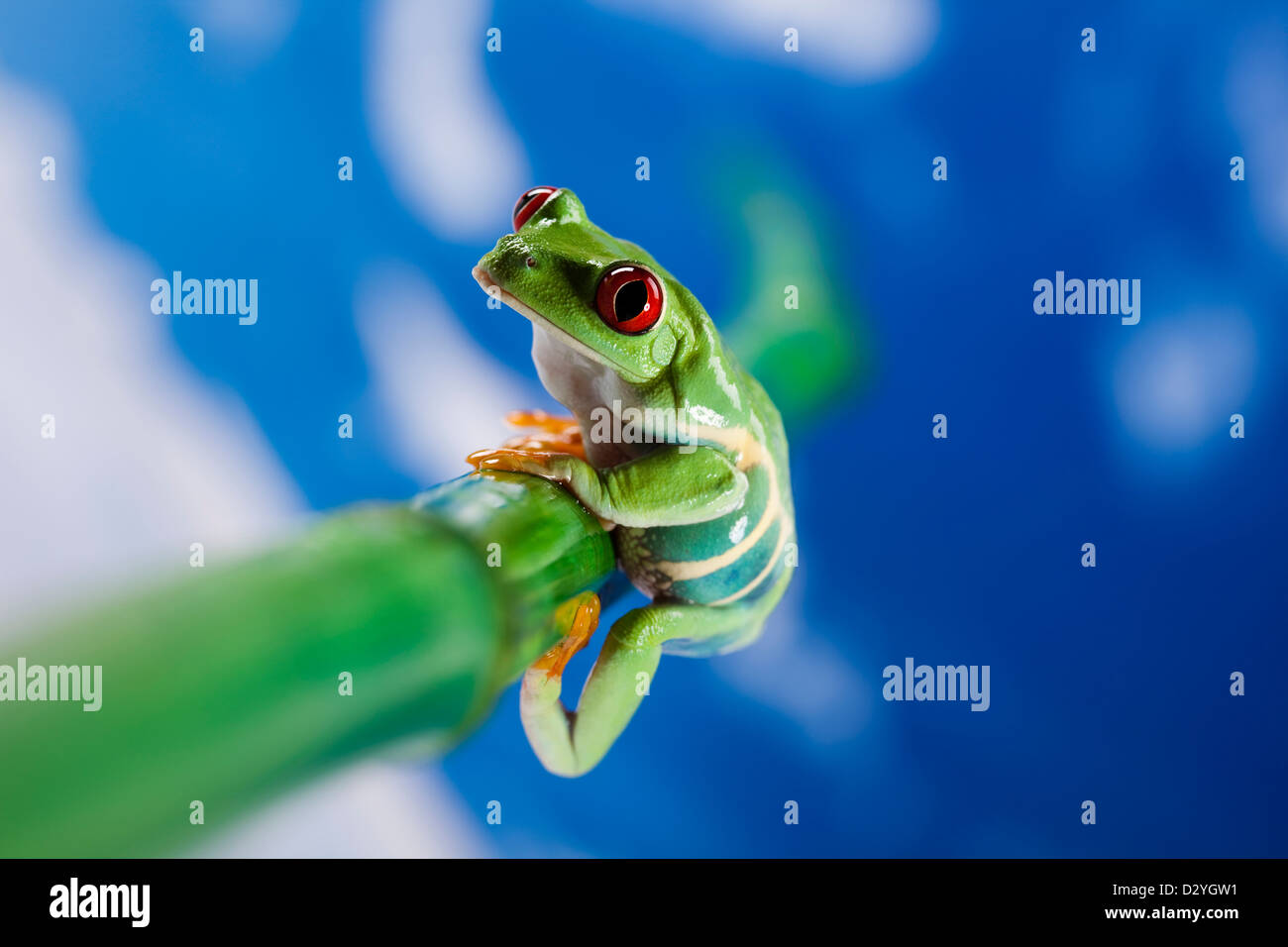 Frog and blue sky Stock Photo - Alamy