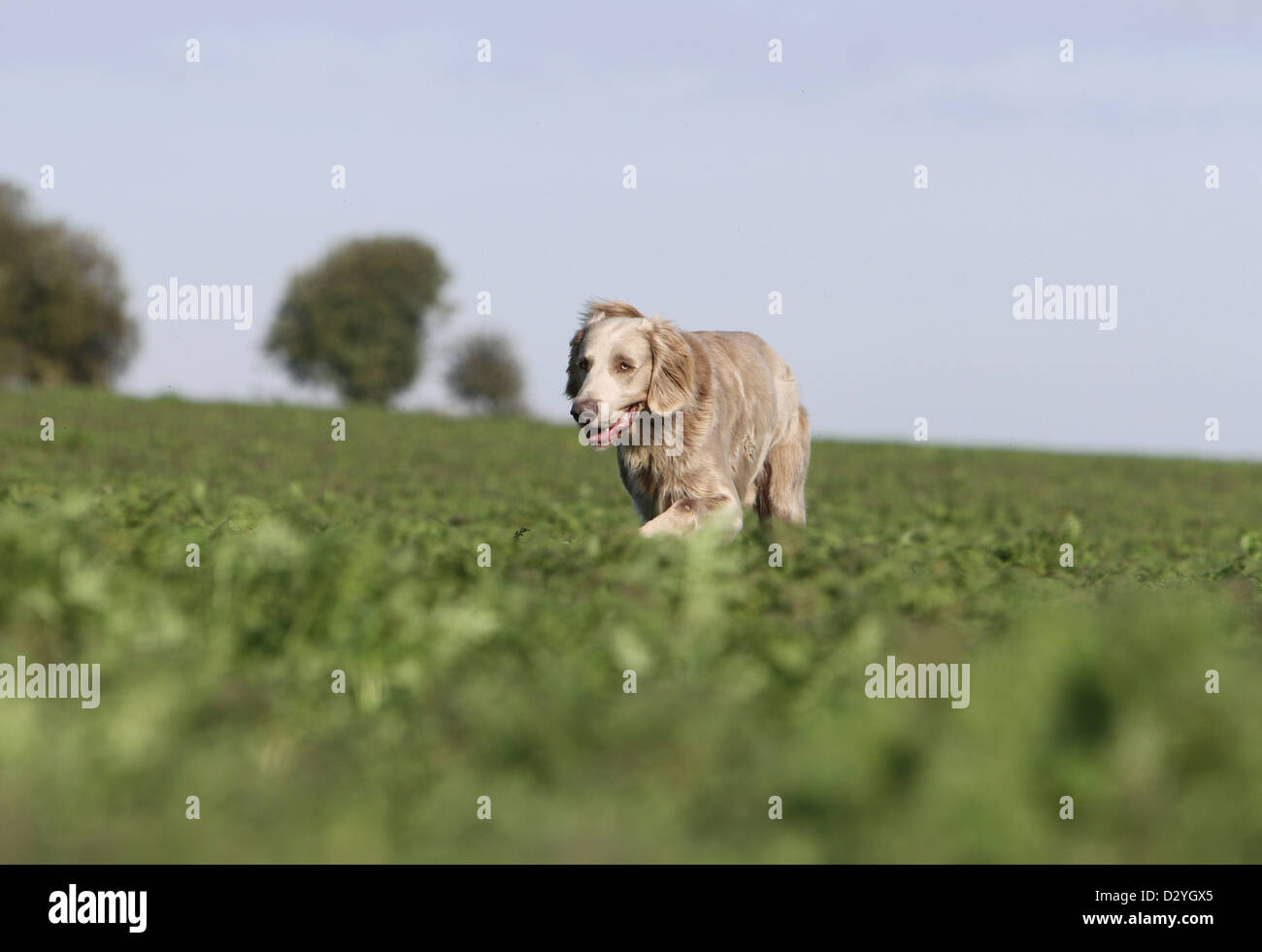 dog Weimaraner longhair / adult running in a field Stock Photo - Alamy