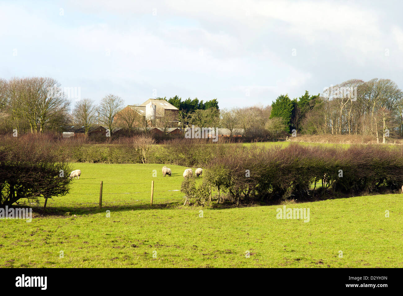 Farm field in rural Fylde,Lancashire,UK Stock Photo - Alamy