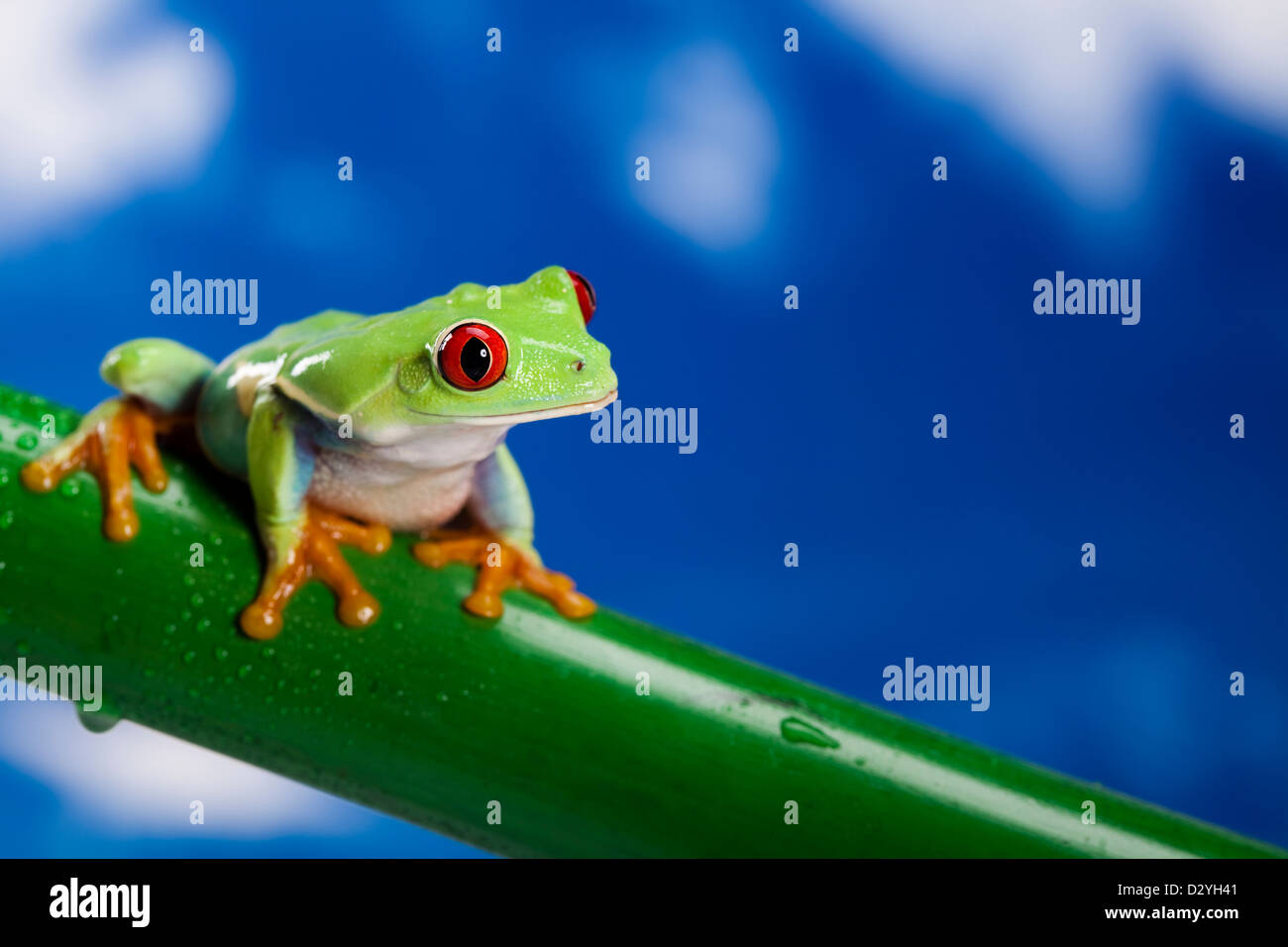 Red eyed leaf frog Stock Photo - Alamy