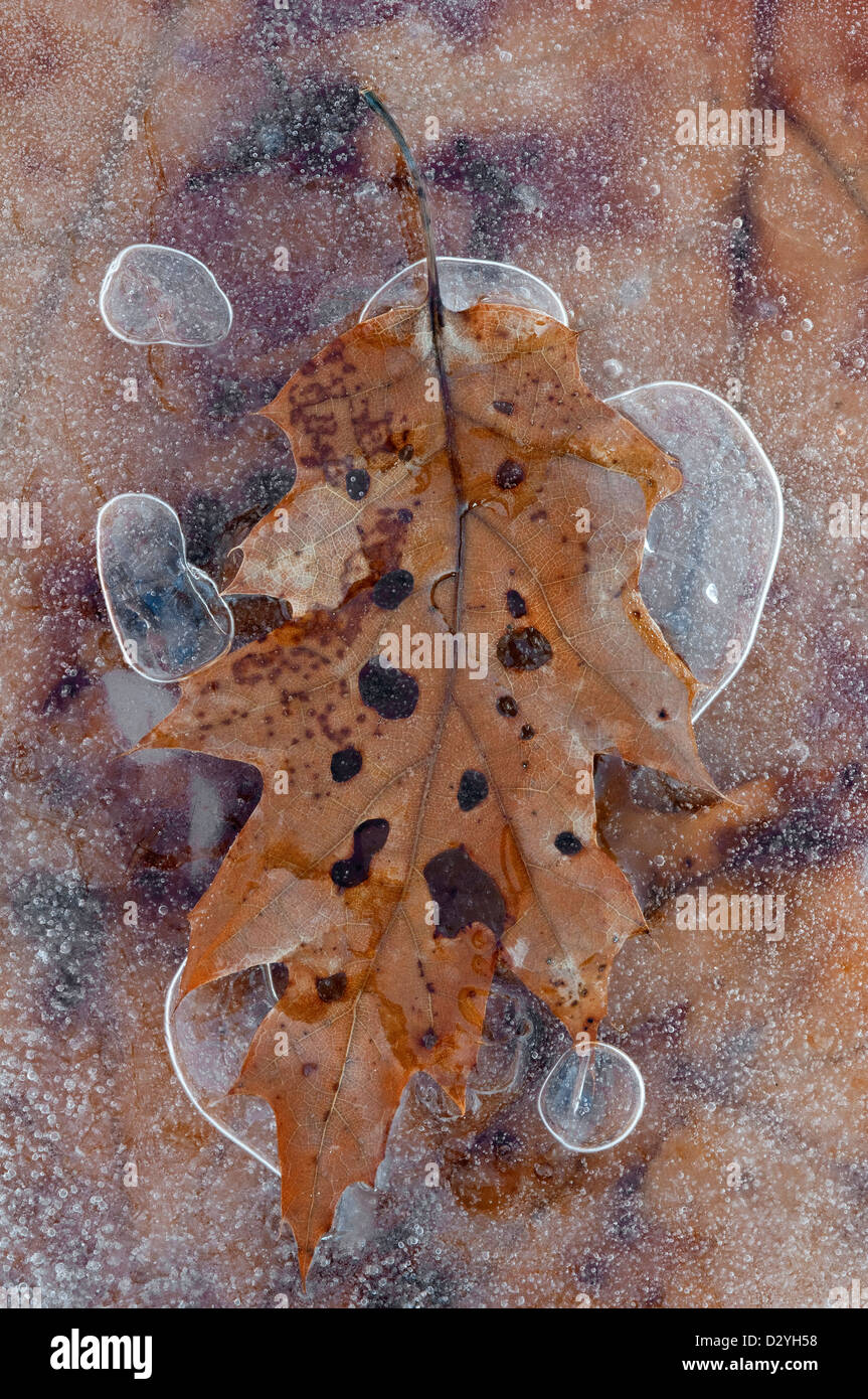 Oak leaves (Quercus species ) and trapped air bubbles frozen in ice E ...